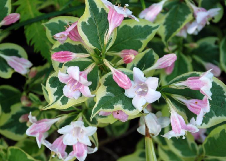Wonderful Weigelas for Every Landscape – One Earth Botanical