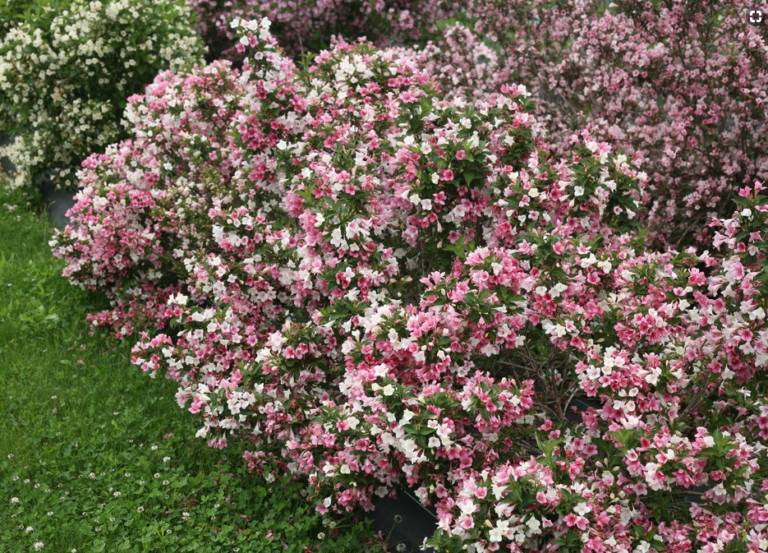 Wonderful Weigelas for Every Landscape – One Earth Botanical