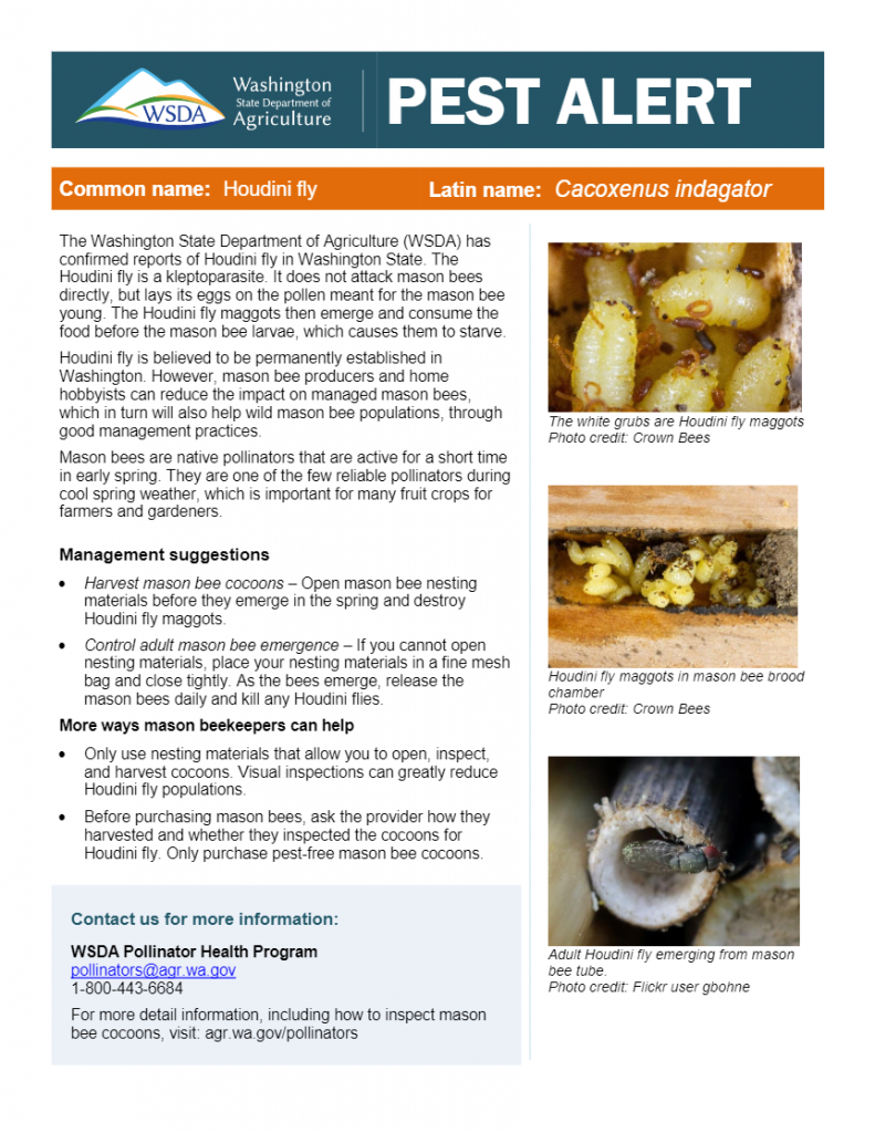 Houdini Flies; An Emerging Threat to Our Mason Bees and How You Can ...