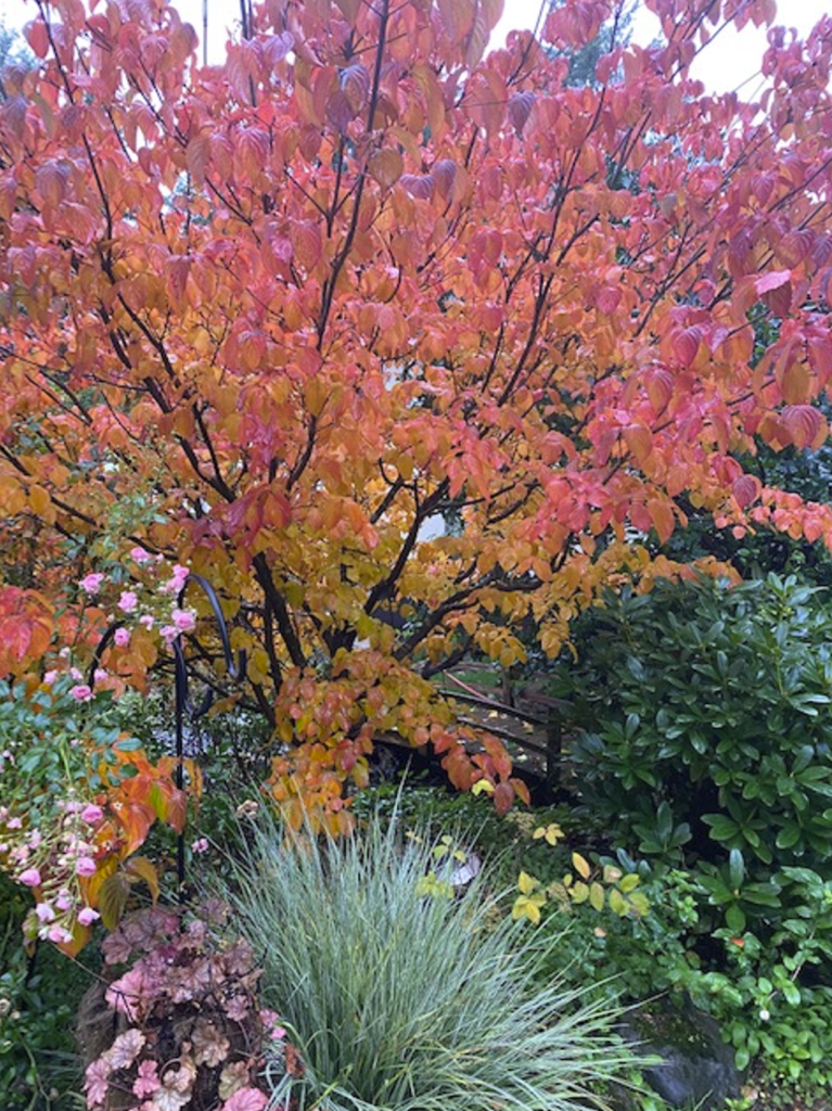 5 Small Trees for Fabulous Fall Color – One Earth Botanical