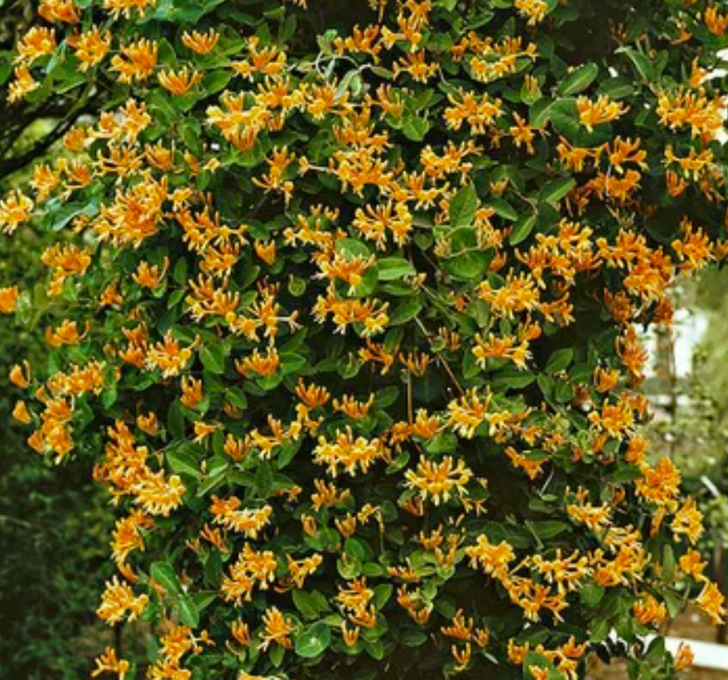Mandarin Yeovil at Zoe Walker blog