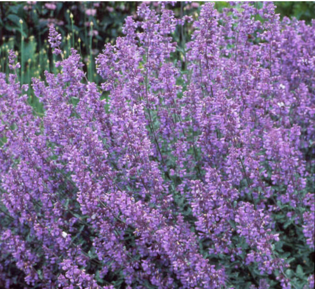 Are hungry deer ruining your gardens? Nepeta to the rescue. – One Earth ...
