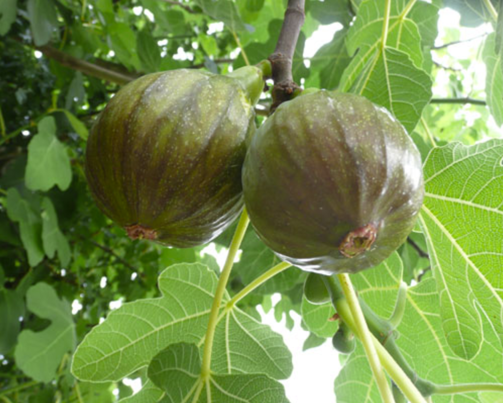 One Earth Botanical